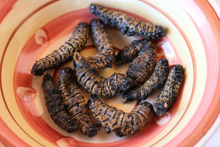 Zimbabwe Plans Mopane Worms Export To Europe ⋆ Pindula News