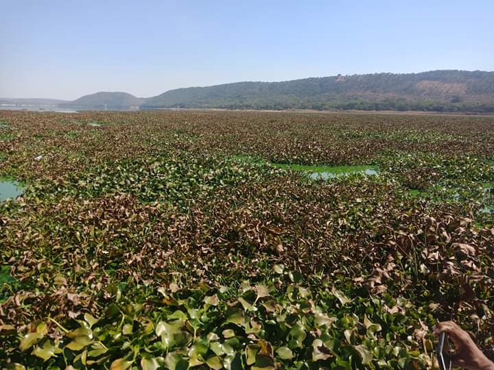 PICTURES: The State Of Raw Water At Lake Chivero ⋆ Pindula News