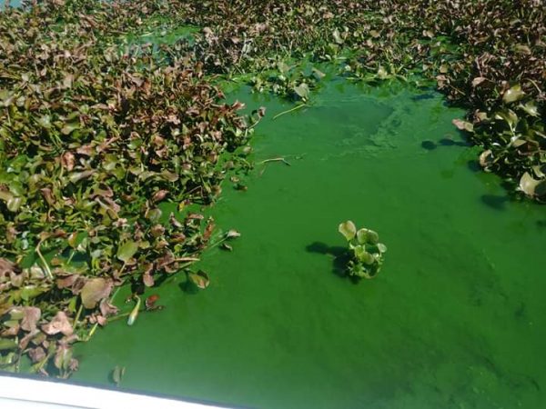 PICTURES: The State Of Raw Water At Lake Chivero ⋆ Pindula News