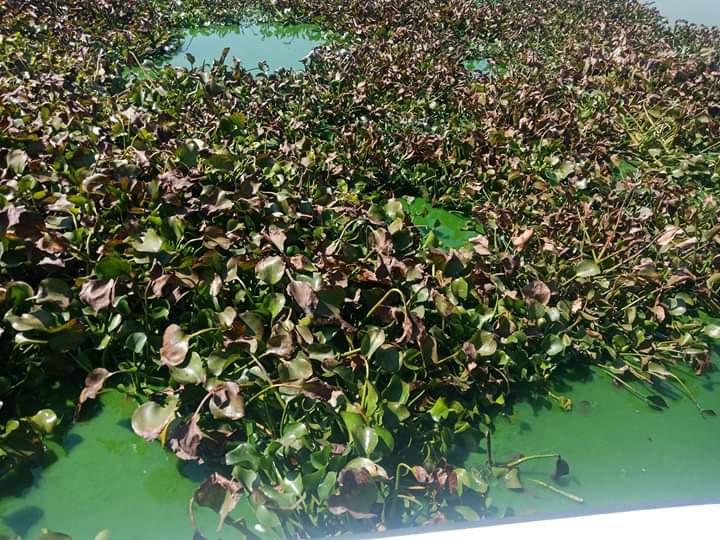 PICTURES: The State Of Raw Water At Lake Chivero ⋆ Pindula News