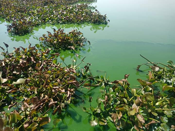 PICTURES: The State Of Raw Water At Lake Chivero ⋆ Pindula News