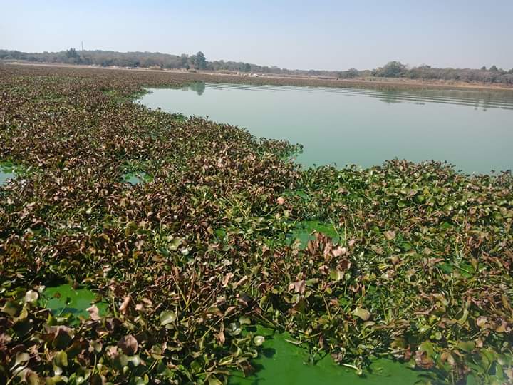 PICTURES: The State Of Raw Water At Lake Chivero ⋆ Pindula News