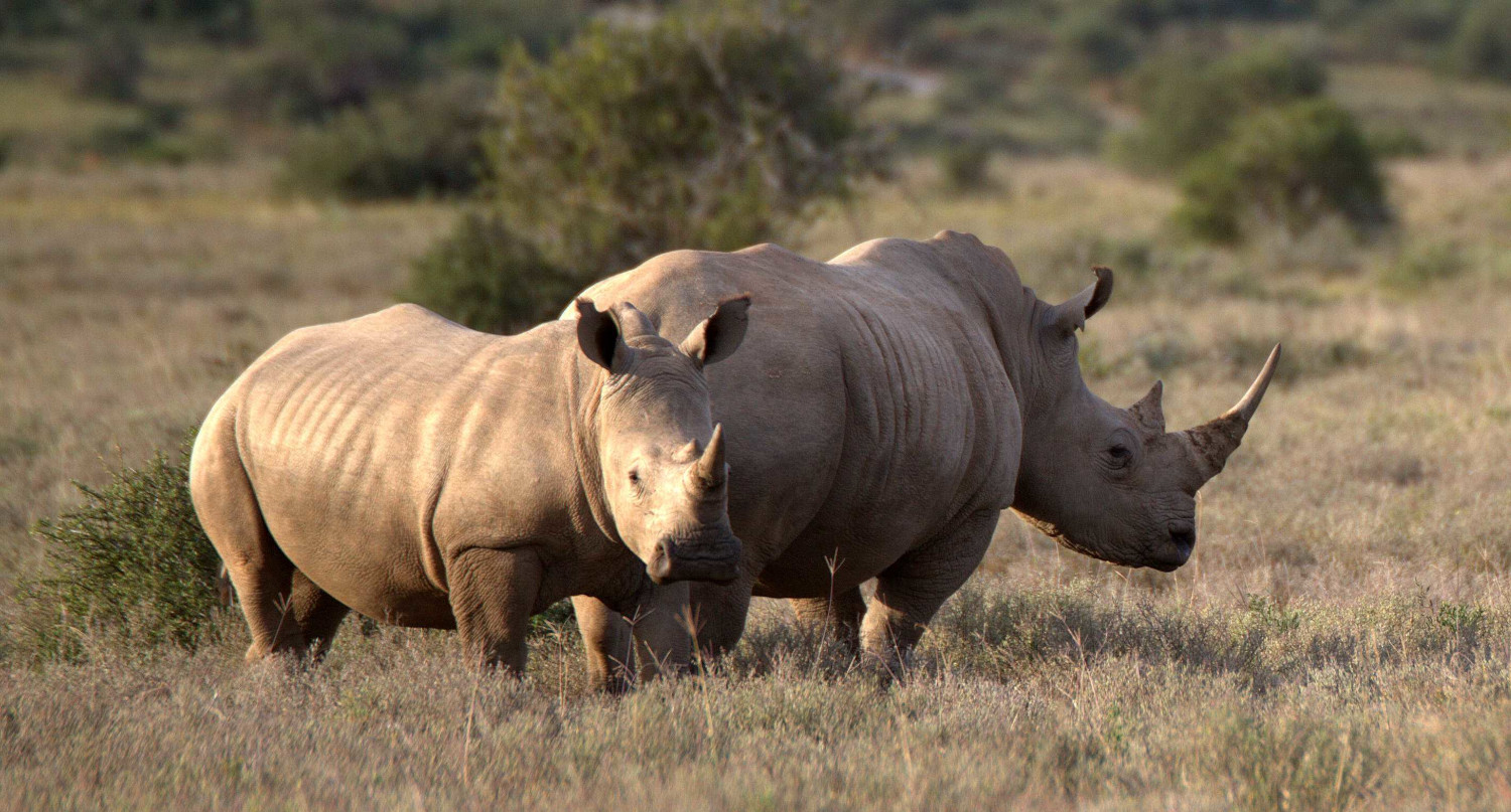 Eight-Year-Old Rhino Killed And Dehorned By Suspected Poachers In Save ...