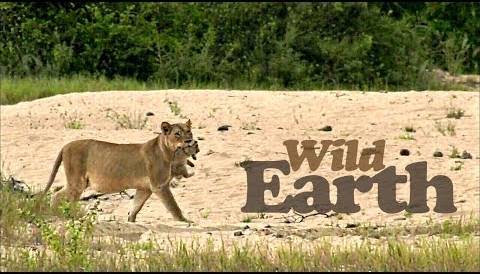 WildEarth Pop Up Channel On DStv ⋆ Pindula News
