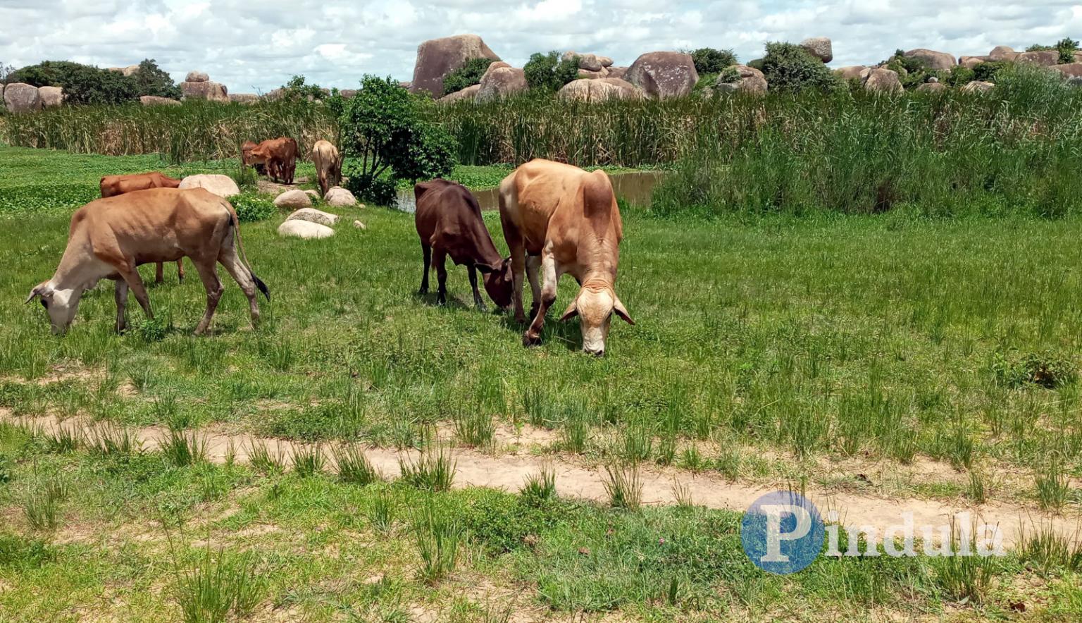 Zimbabwe’s Cattle Herd Rises To 5.7 Million ⋆ Pindula News