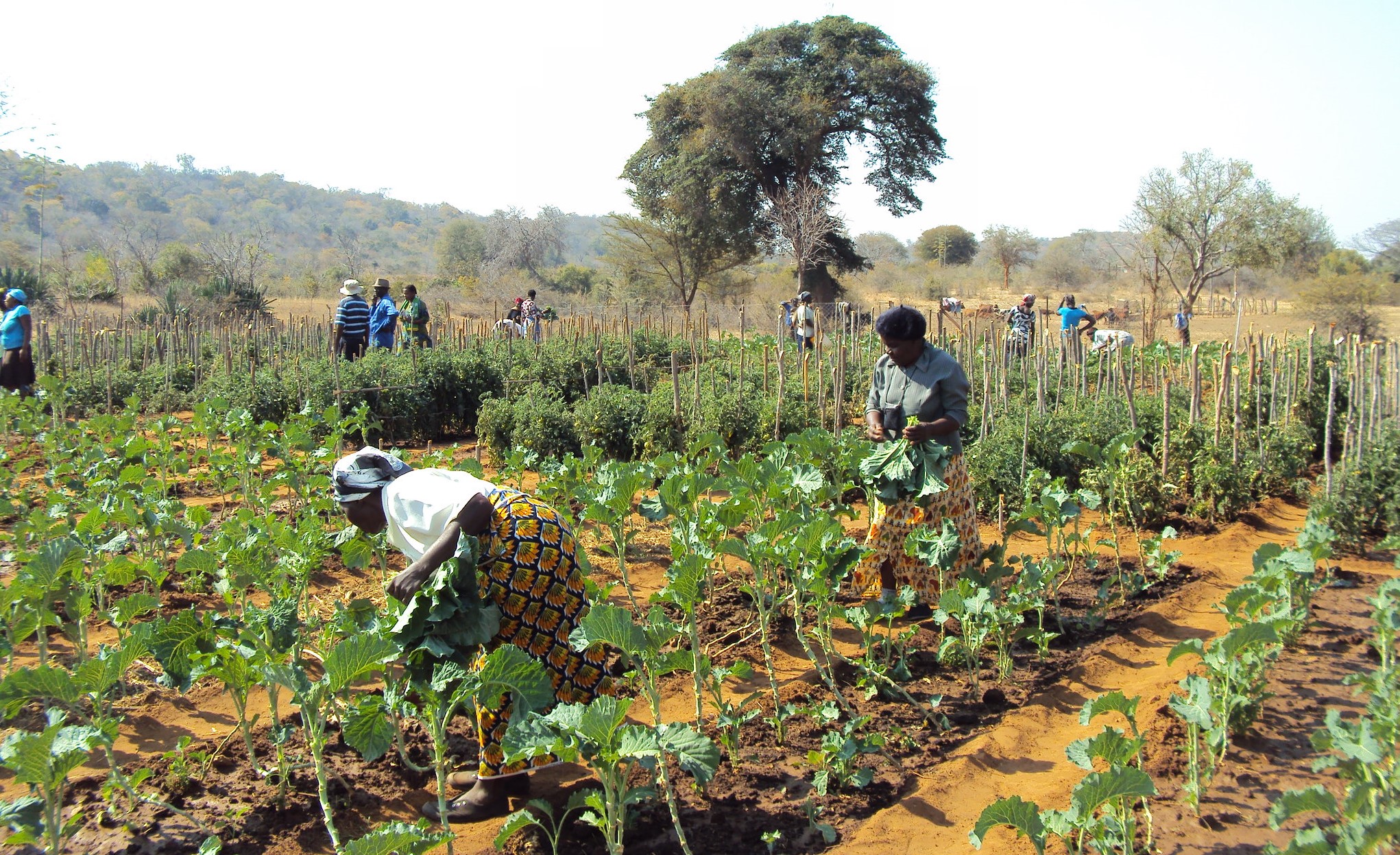 Rural Traders Urged To Create Digital Marketplaces ⋆ Pindula News
