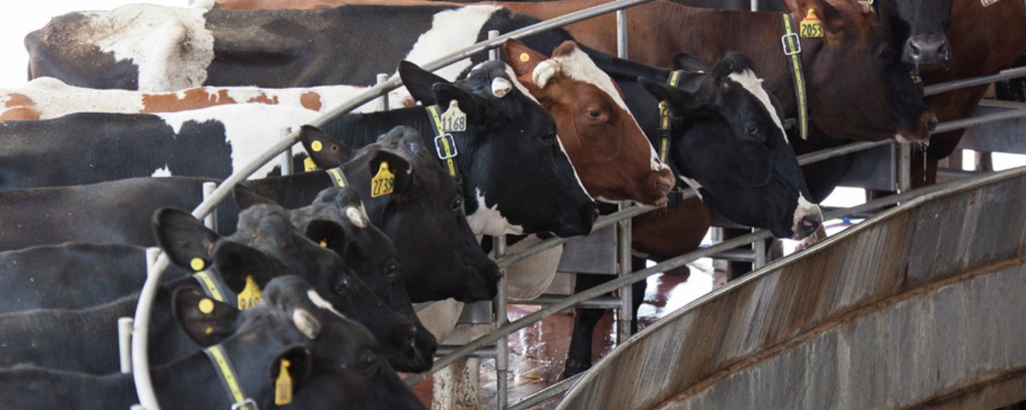 Zimbabwe's Raw Milk Production Increase ⋆ Pindula News