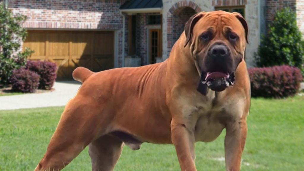 435 Dog Bite Cases Reported Nationwide In One Week ⋆ Pindula News