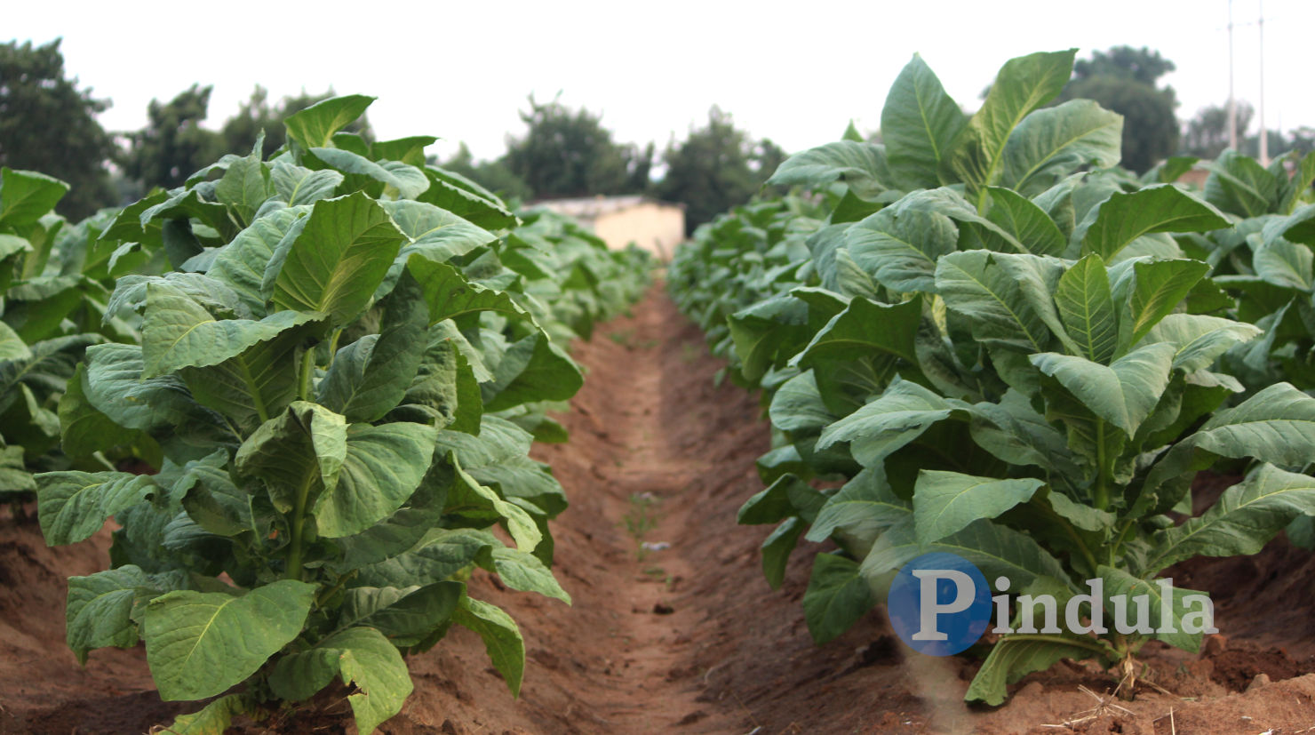 Zimbabwe’s 2025 Tobacco Marketing Season Opens ⋆ Pindula News