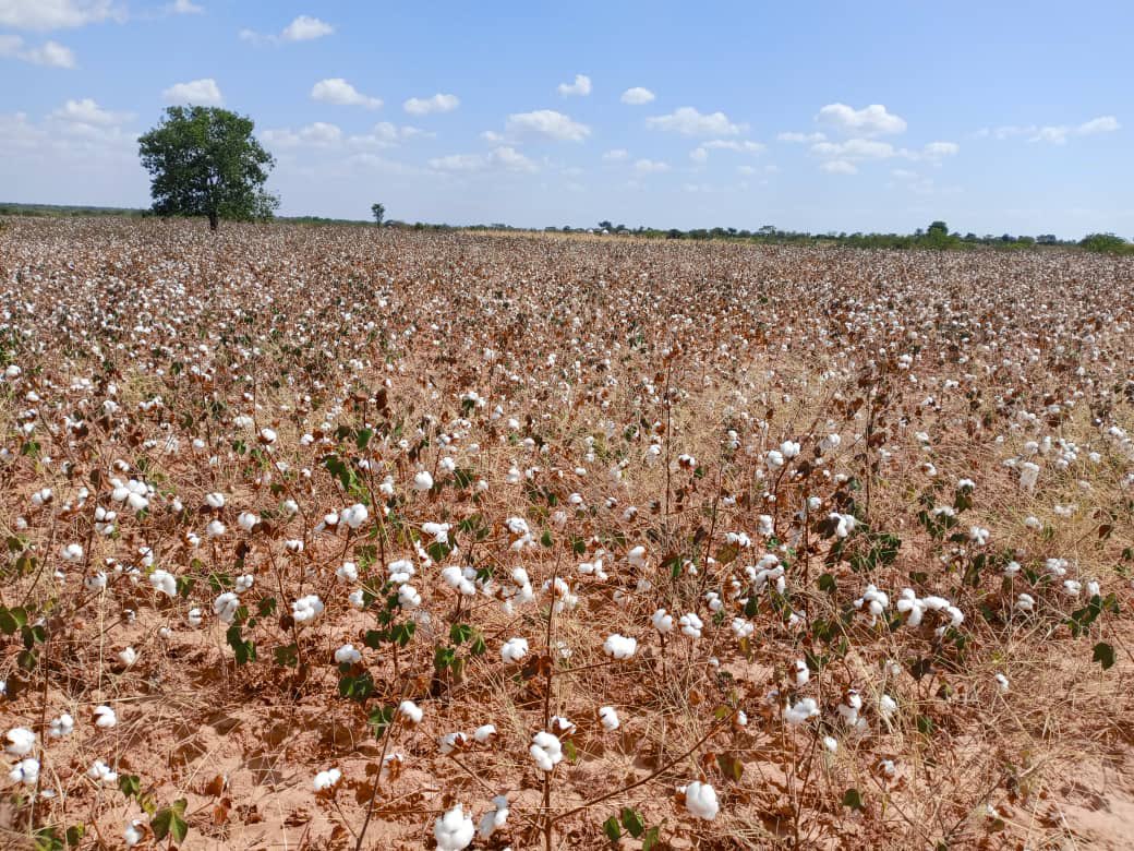 Cotton Buying Price Reduced To 30 Cents Ahead Of Marketing Season ⋆ ...