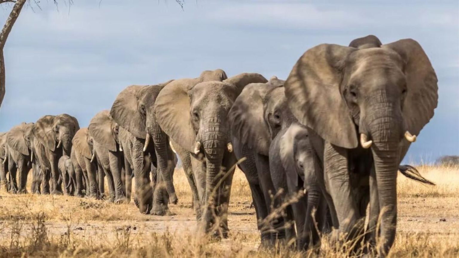 Victoria Falls: Elephants Roam Roads And Homes, Killing Two In One Week ...
