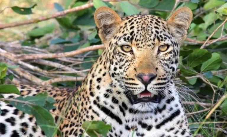 Bulawayo Ward 17 Residents On Edge After Alleged Leopard Sighting ⋆ ...