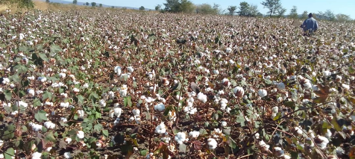 Mutapa To Clear Cottco’s Legacy Debt Within Six Months, Says Mangudya ⋆ ...