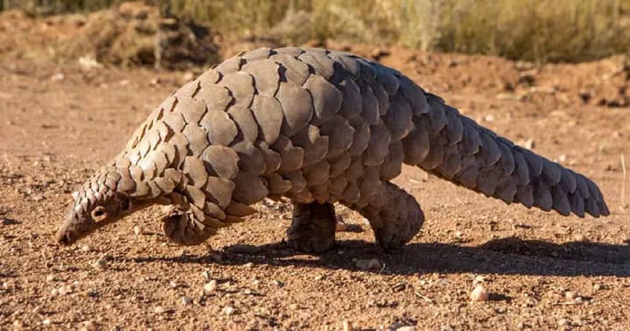 Nine-Year Prison Terms For Three Filabusi Men Caught With Pangolin ⋆ ...