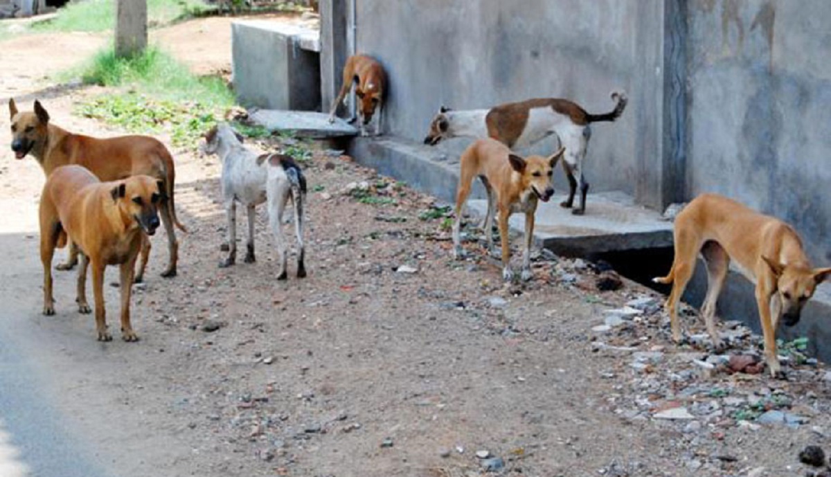 Bulawayo City Council To Shoot Stray Dogs As “Tie-Up Order” Comes Into ...