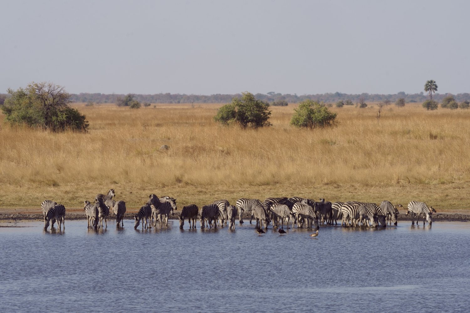 WWF Donates US$20,000 Worth Of Gear To Boost ZimParks Conservation ...