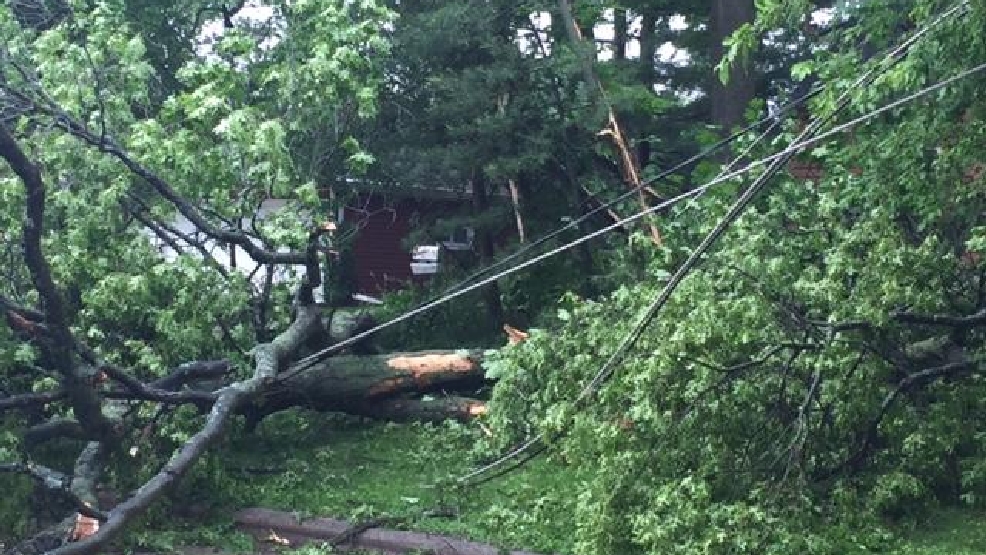 ZESA Urges Customers To Trim Trees Near Power Lines To Prevent Power ...