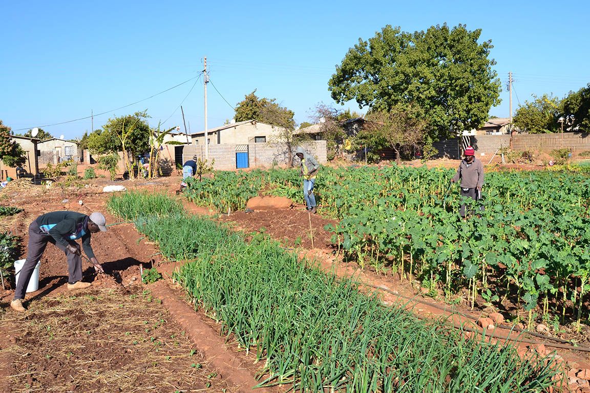 Govt. Reinstates Ban On Urban And Peri-Urban Farming