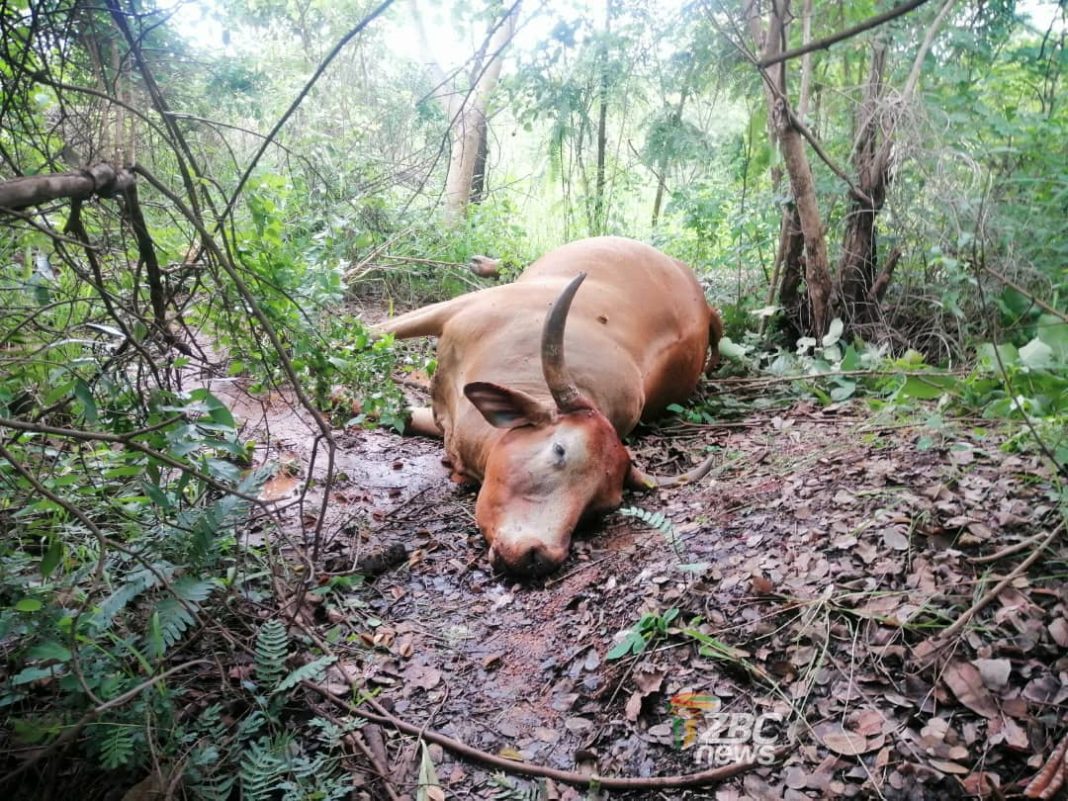 Seven Cattle Die After Drinking Cyanide-Contaminated Water In Shamva ⋆ ...