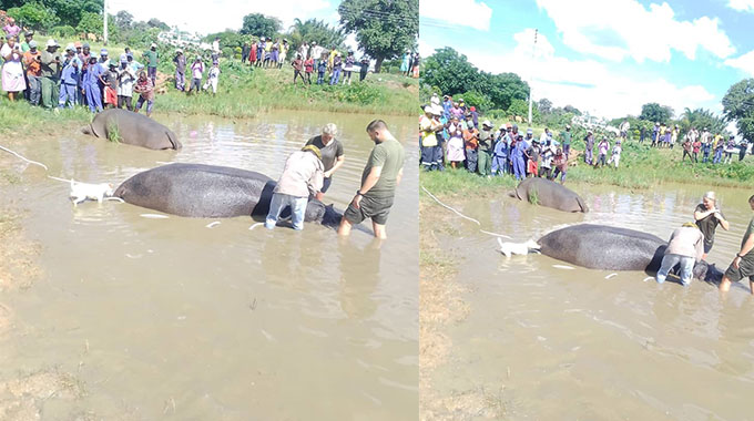 Villagers Scramble For Hippo Meat At Obert Mpofu's Homestead ⋆ Pindula News