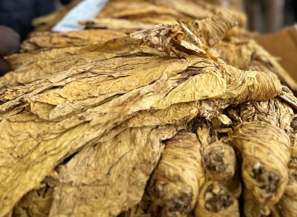 TIMB Says Tobacco Prices Stabilising After Shock $0.35/kg Sales ⋆ ...